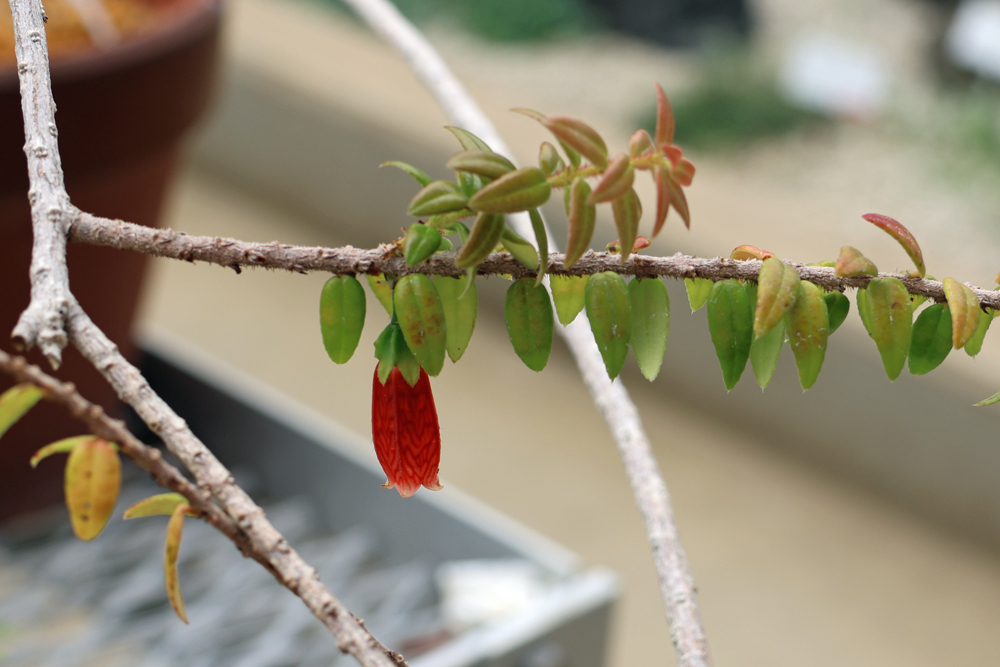 小石川植物園にて_2025年5月（3） 公開温室（その2） 冷温室にて⓶ ＆ 公開温室5にて: 長さんのリタイア生活
