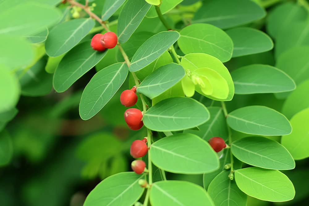小石川植物園にて_2025年5月（5） 公開温室（その4） 公開温室4にて⓶ ＆ 公開温室3、公開温室2にて⓵: 長さんのリタイア生活