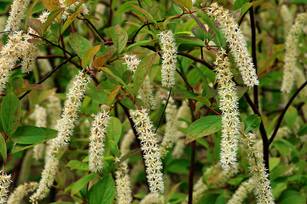 つくば植物園にて_2025年6月（1） 屋外編⓵ カルミア、マルバサツキ、クレマチス、ハニーサックル、コバノズイナ、セイヨウオダマキ、タンジン ...