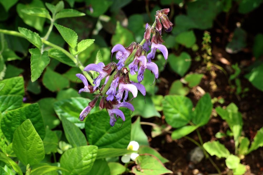 つくば植物園にて_2025年6月（1） 屋外編⓵ カルミア、マルバサツキ、クレマチス、ハニーサックル、コバノズイナ、セイヨウオダマキ、タンジン ...