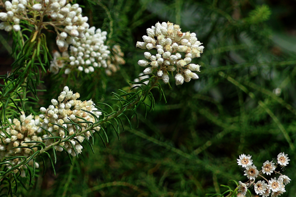 つくば植物園にて_2025年6月（6） 温室編その2 サバンナ温室⓶（臥牛、玉翁、春鶯囀、リトープス、スカエボラ、ライスフラワー、コモチカイソウ、ベラルゴニウム、シャンプーの木）: 長さんの ...