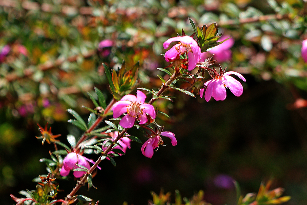 つくば植物園にて_2025年6月（2） 屋外編⓶ ハリクワ、バイカウツギ、イワガラミ、イテア・ユンナエンシス、ワトソニア、フィゲリウス、グラジオラス、キリンソウ、コンボルブルス、エリカモドキ ...