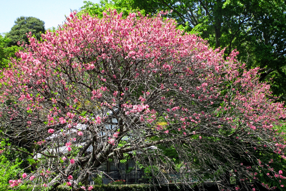 皇居東御苑にて_2025年4月（5） 本丸にて（4） 深山鶯神楽、接骨木、黒文字、踊子草、花筏） ＆ 松戸市「21世紀の森と広場」にて: 長 ...