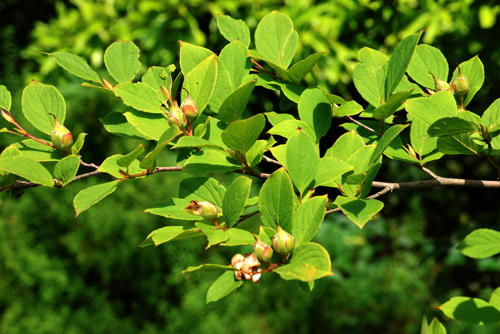 東松戸ゆいの花公園にて_2025年6月末（1） ユリ各種、実の出来始め（エゴノキ、ソヨゴ、ナツツバキ、シマトネリコ）: 長さんのリタイア生活