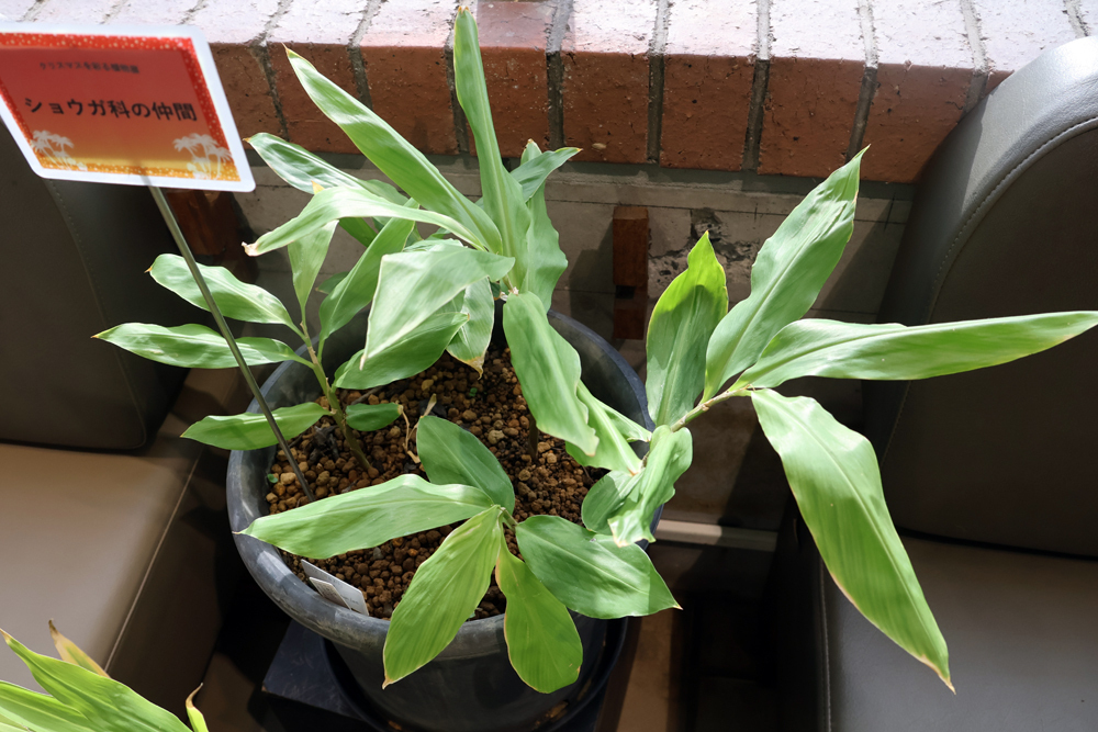 年末の夢の島熱帯植物館にて（1） クリスマス飾り ＆ クリスマスを彩る植物展: 長さんのリタイア生活