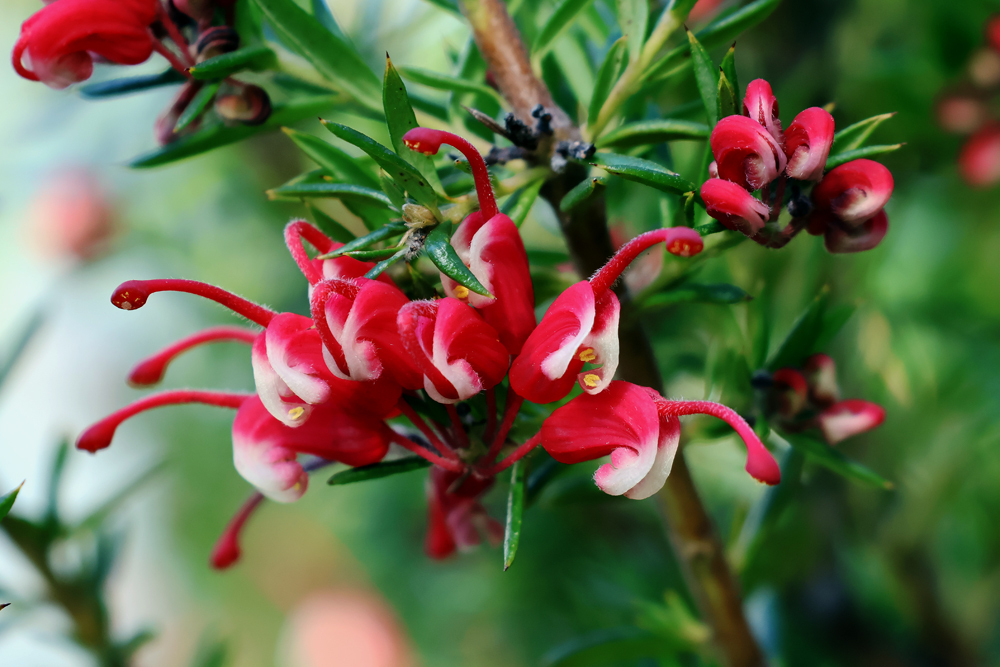 夢の島熱帯植物館にて（5） ハイビスカス、ドリアン（実）、オウギバショウ、イソクラ・コクネシア、ムニンススキ、タコノキ（実）、オガサワラビロウ ...