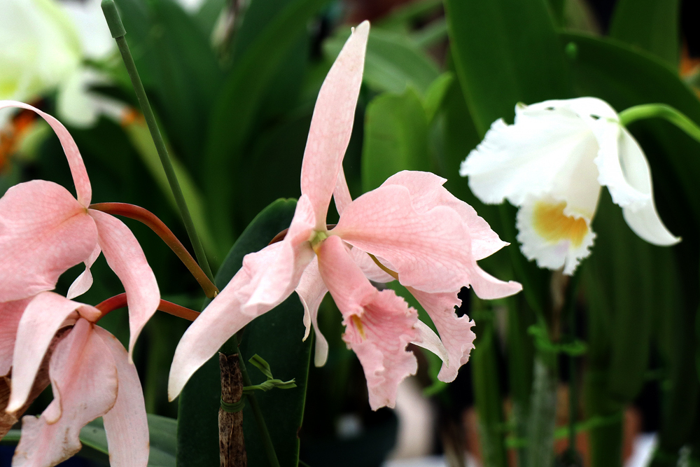 サンシャインシティ世界のらん展2024（第63回全日本蘭協会洋らん展）にて（6） レッドリボンの作品から②: 長さんのリタイア生活