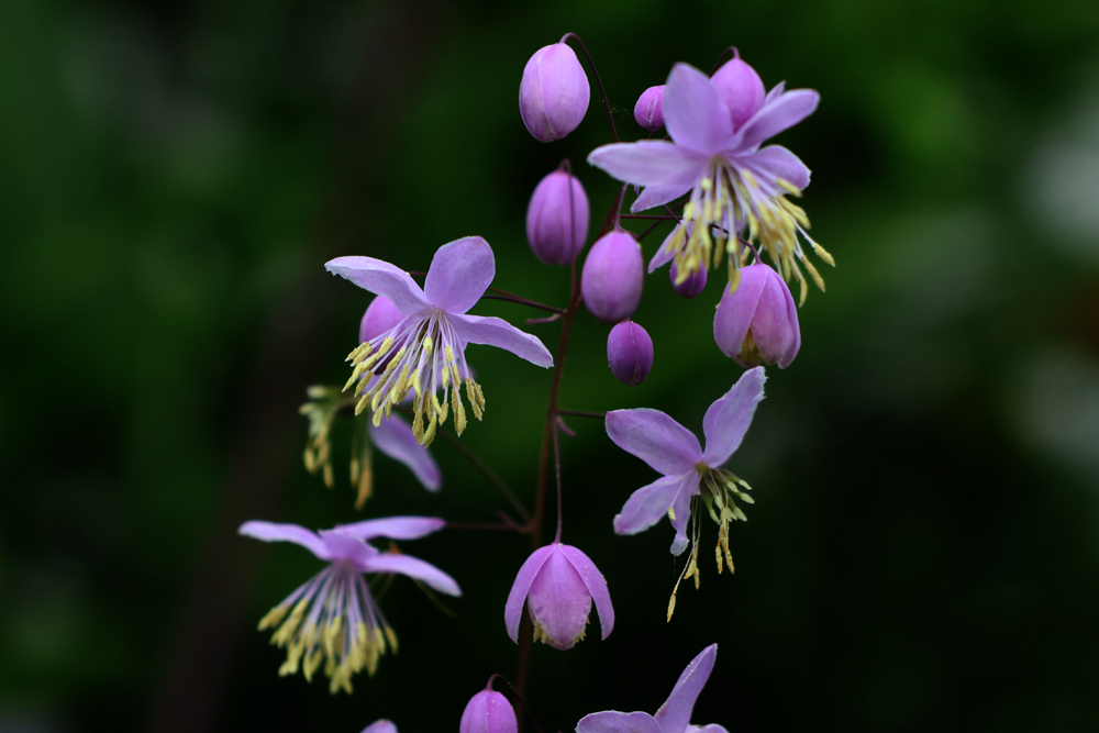 井頭公園の高山植物館にて_2025年7月（8） コリダリス2種、シレネ・ブルガリス、エゾカワラナデシコ、ゲラニウム、ルピナス、ペンステモン ...