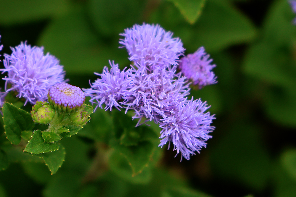 東松戸ゆいの花公園にて_2025年9月初旬（1） トレニア、サフィニア、アゲラタム、キャッツテール、ガウラ、ブルーサルビア、ガイラルディア ...