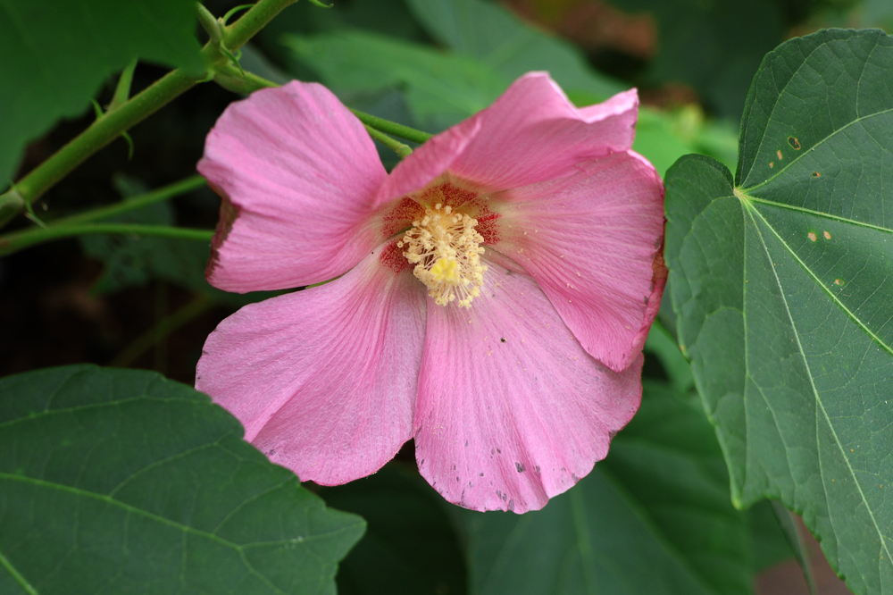 東松戸ゆいの花公園にて_2025年9月初旬（3） ホザキナナカマド、サルスベリ、エゾユズリハ、フヨウ、パンパスグラス、ネムノキ、ナツハゼなど: 長さんのリタイア生活