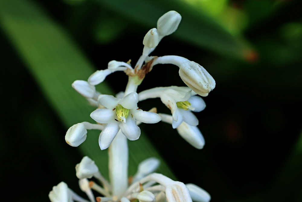 皇居東御苑にて_25年9月初旬（3） オガタマノキ、ヤブミョウガ、キツネノマゴ、ノシラン、フヨウ、ハマナス、チャノキ、センニンソウ、トチノキ、ハゼノキなど: 長さんのリタイア生活
