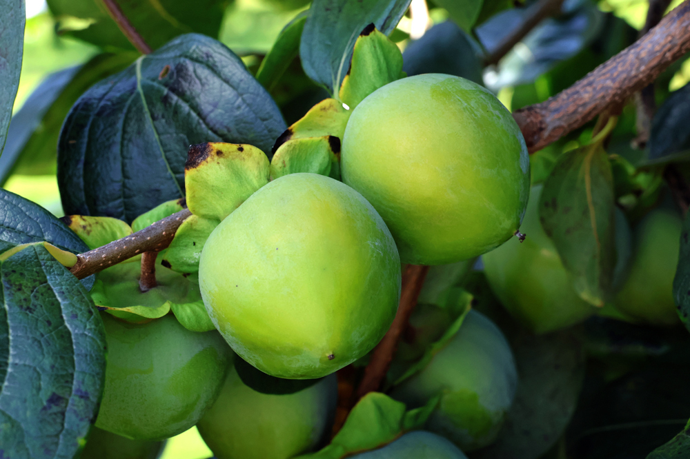 皇居東御苑にて_25年9月初旬（4） 柿の古品種、トウフジウツギ、ハナゾノツクバネウツギ、ヤブツバキ、ハクウンボク、ヤブラン、大ケヤキなど ...