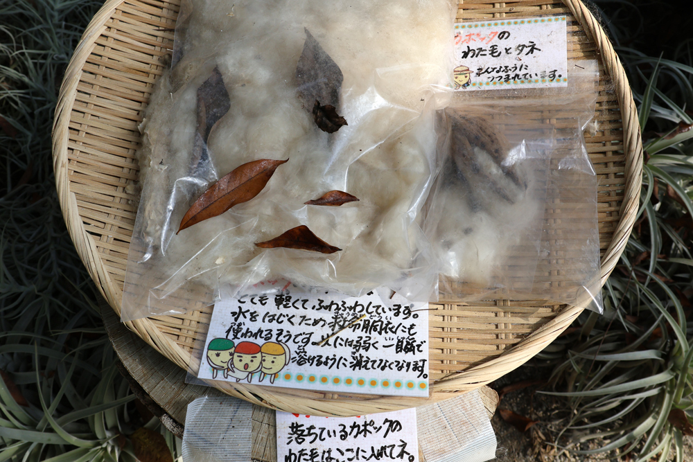 2025年浅春のつくば植物園にて（5） サバンナ温室にて（2） ユーフォルビア、トックリアブラギリ、ヤトロファ、ヒメフヨウ、カリアンドラ ...