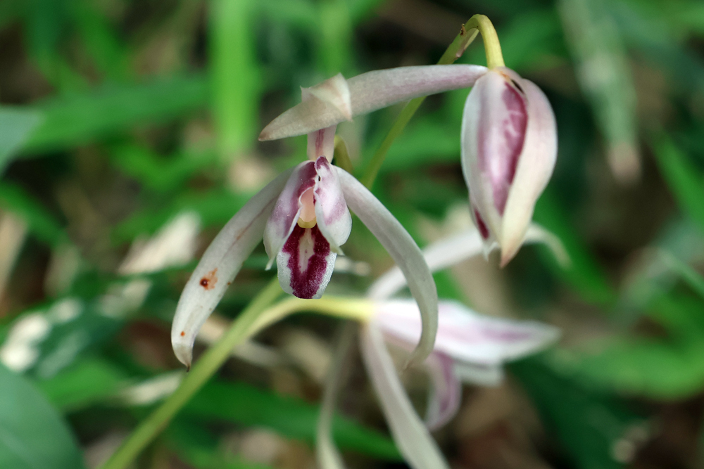 皇居東御苑にて_24年初秋（3） ヤマホトトギス、マヤラン、クコ、ハナゾノツクバネウツギ、ヒマワリなど: 長さんのリタイア生活