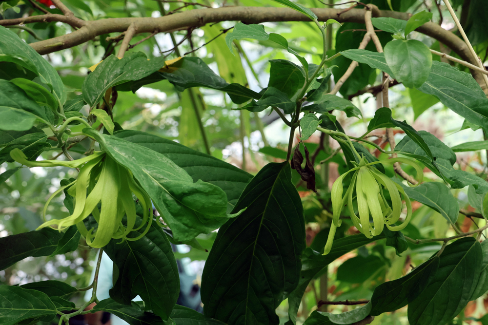 新宿御苑にて_2024年9月（2） 温室にて（プセウデランテマム、サンタンカモドキ、プルメリア、サンゴアナナス、アリアケカズラ、ブーゲンビレア ...
