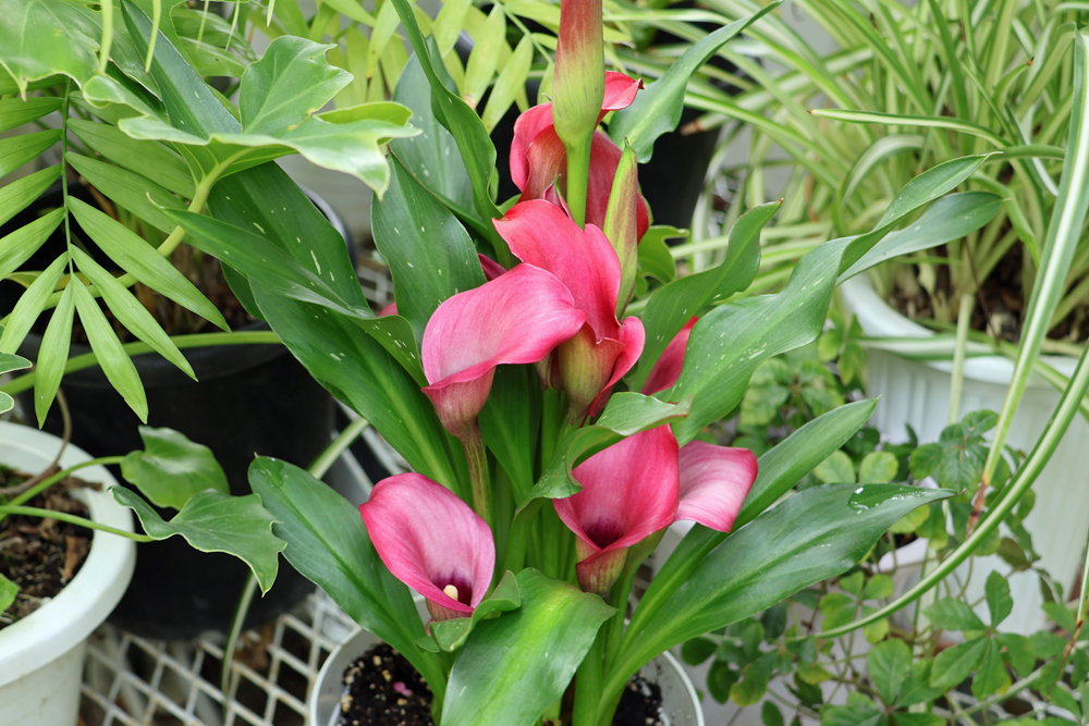 2025年春の温泉1泊旅行（1） 箱根強羅公園にて⓵ 十月桜、噴水池、アセビ、ヒュウガミズキ、クリスマスローズ、スイセン ＆ 熱帯植物館の花 ...