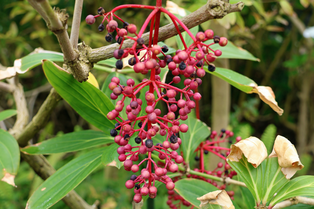 2025年春の温泉1泊旅行（1） 箱根強羅公園にて⓵ 十月桜、噴水池、アセビ、ヒュウガミズキ、クリスマスローズ、スイセン ＆ 熱帯植物館の花 ...