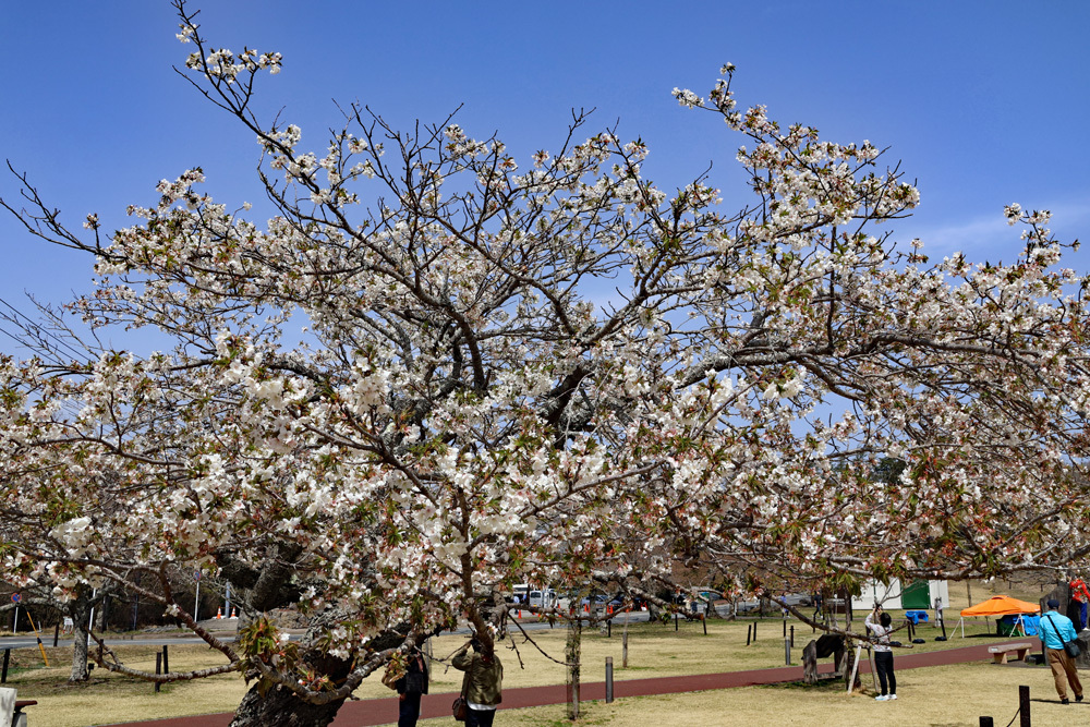 2025年春の温泉1泊旅行（3） 伊豆高原「さくらの里」にて（伊東桜、早咲大島、寒緋桜、城ヶ崎桜など）: 長さんのリタイア生活