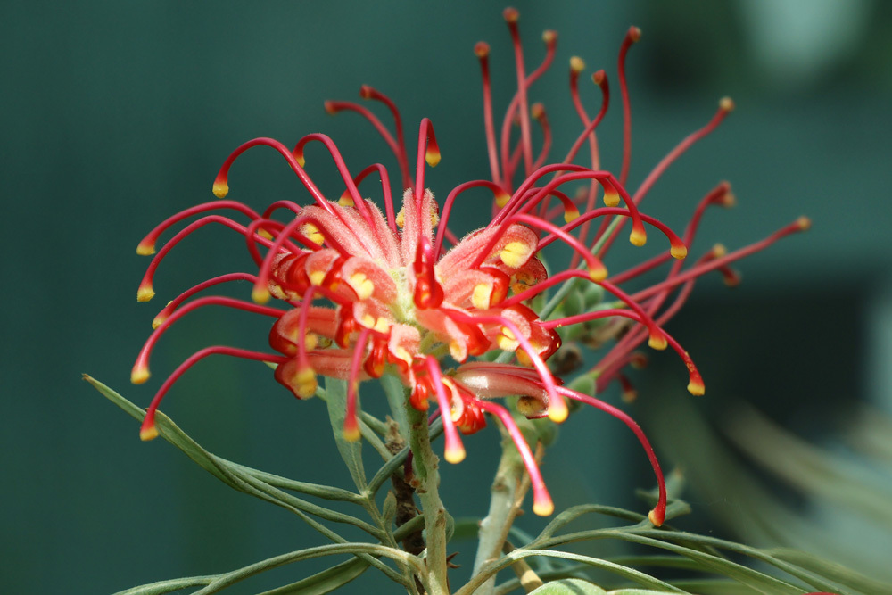 新宿御苑の桜 その2（小福桜、十月桜、小彼岸など）、リキュウバイ、ハナモモ ＆ 新宿御苑の温室にて（1） ルリイロツルナス、グレビレア、マラン ...