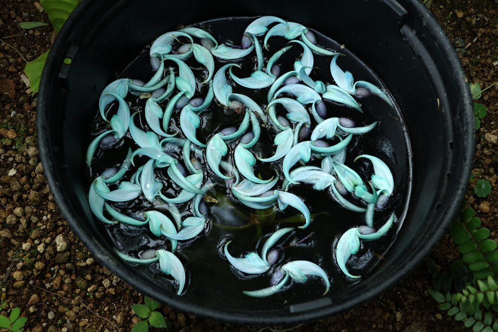 新宿御苑の温室で（2） ルエリア、ムニンタツナミソウ、ツタスミレ、リュウキュウベンケイ、センカクツツジ、マイソルヤハズカズラ、ヒスイカズラ、コ ...